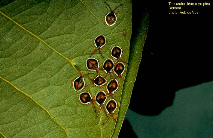 Papua Insects Foundation (Hemiptera/Heteroptera)